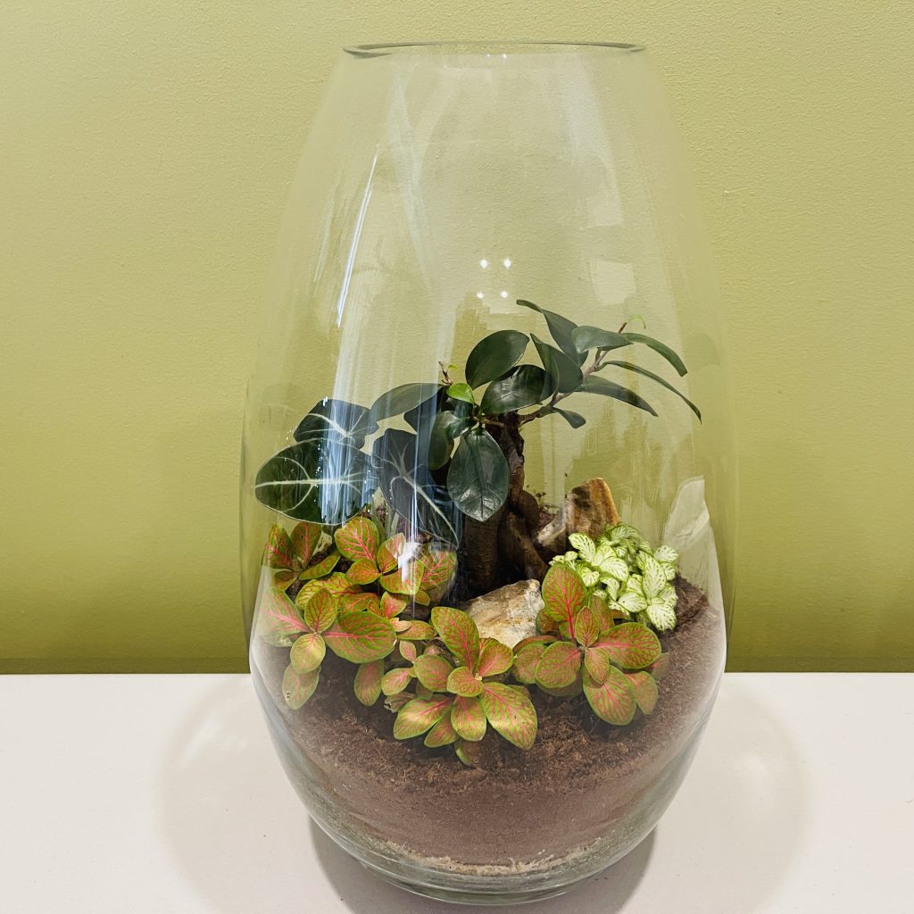 Closed terrarium – Geelong Terrariums (and Indoor Plants)