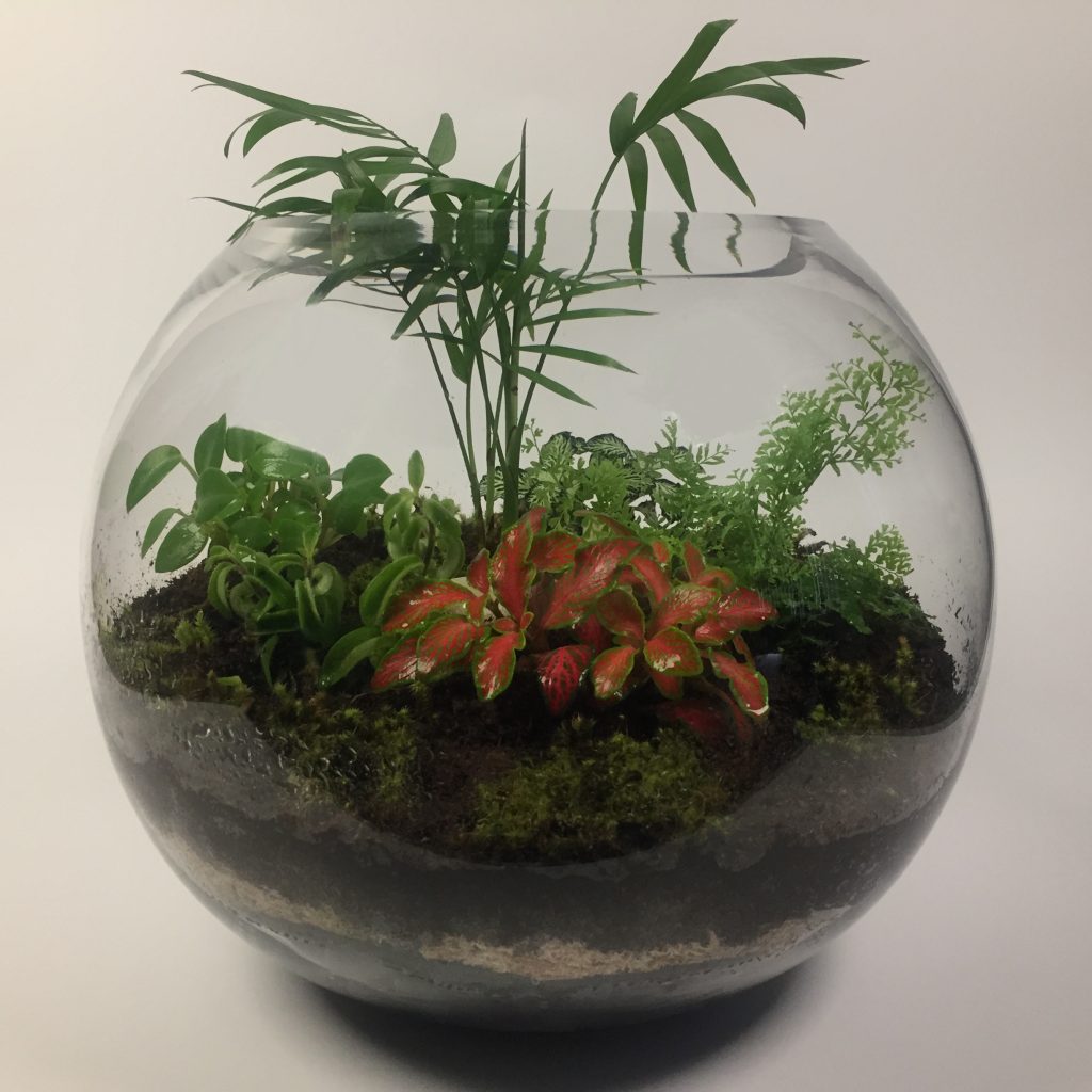 ‘Tahiti’ large open fishbowl living terrarium(T008 – 24 x 21 cm ...