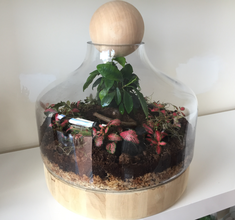 Large closed living terrarium with wooden base(T078 – 27 x 31 cm ...